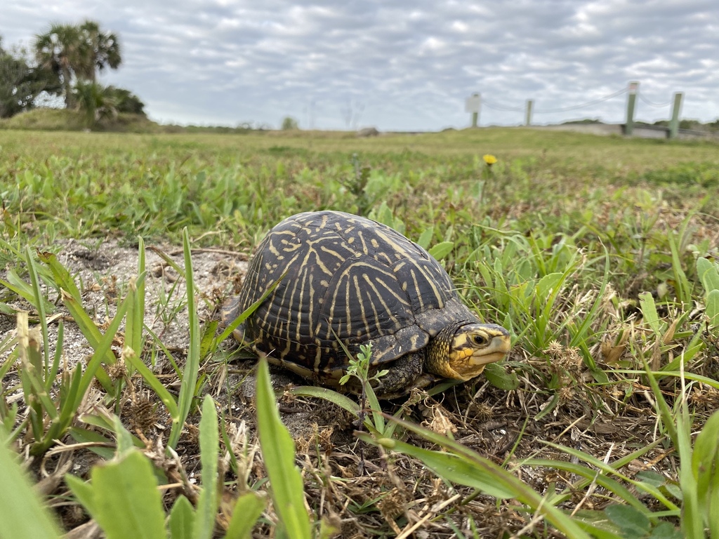 Florida Box Turtle in April 2024 by species_spotlight · iNaturalist