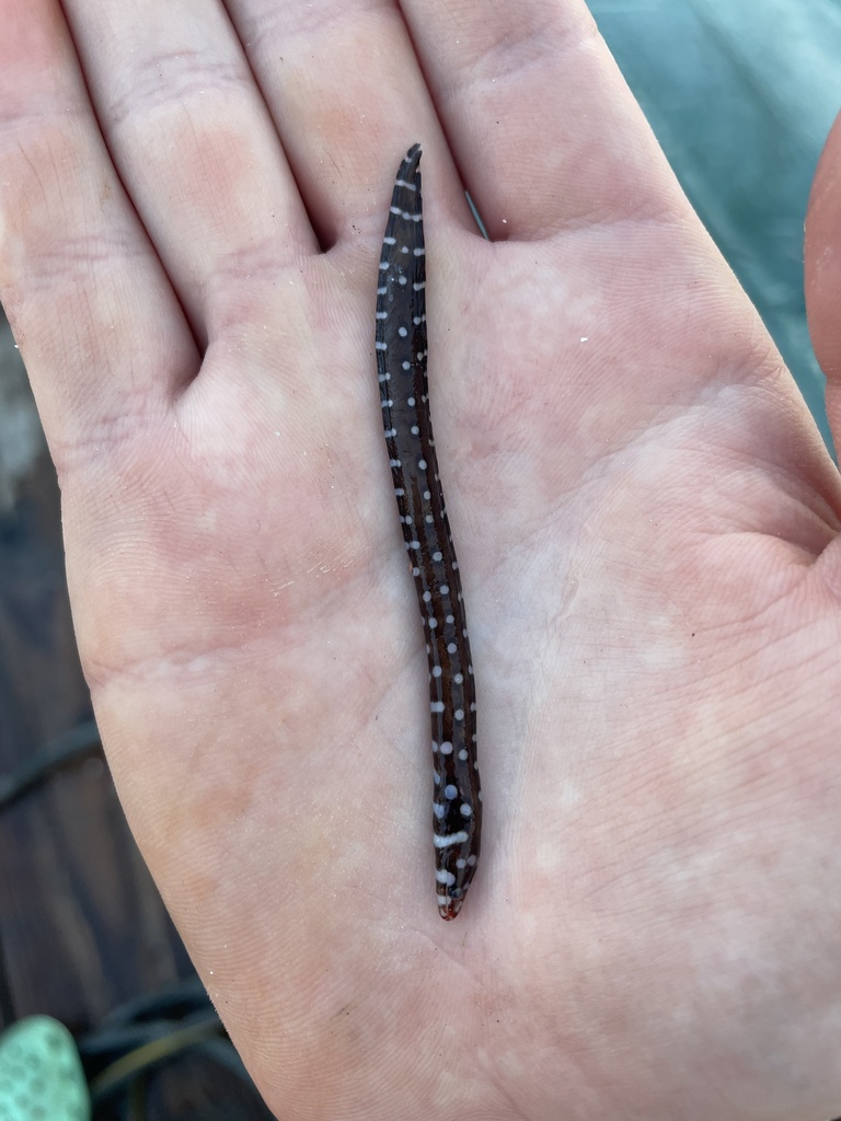 Morays from North Pacific Ocean, US on September 30, 2022 at 07:08 PM ...
