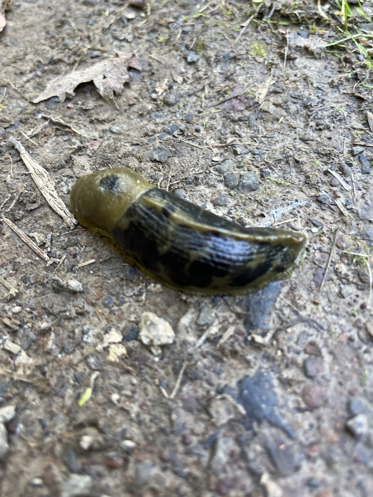 Pacific Banana Slug from SE Mather Rd, Clackamas, OR, US on October 6, 2023 at 11:28 AM by ...