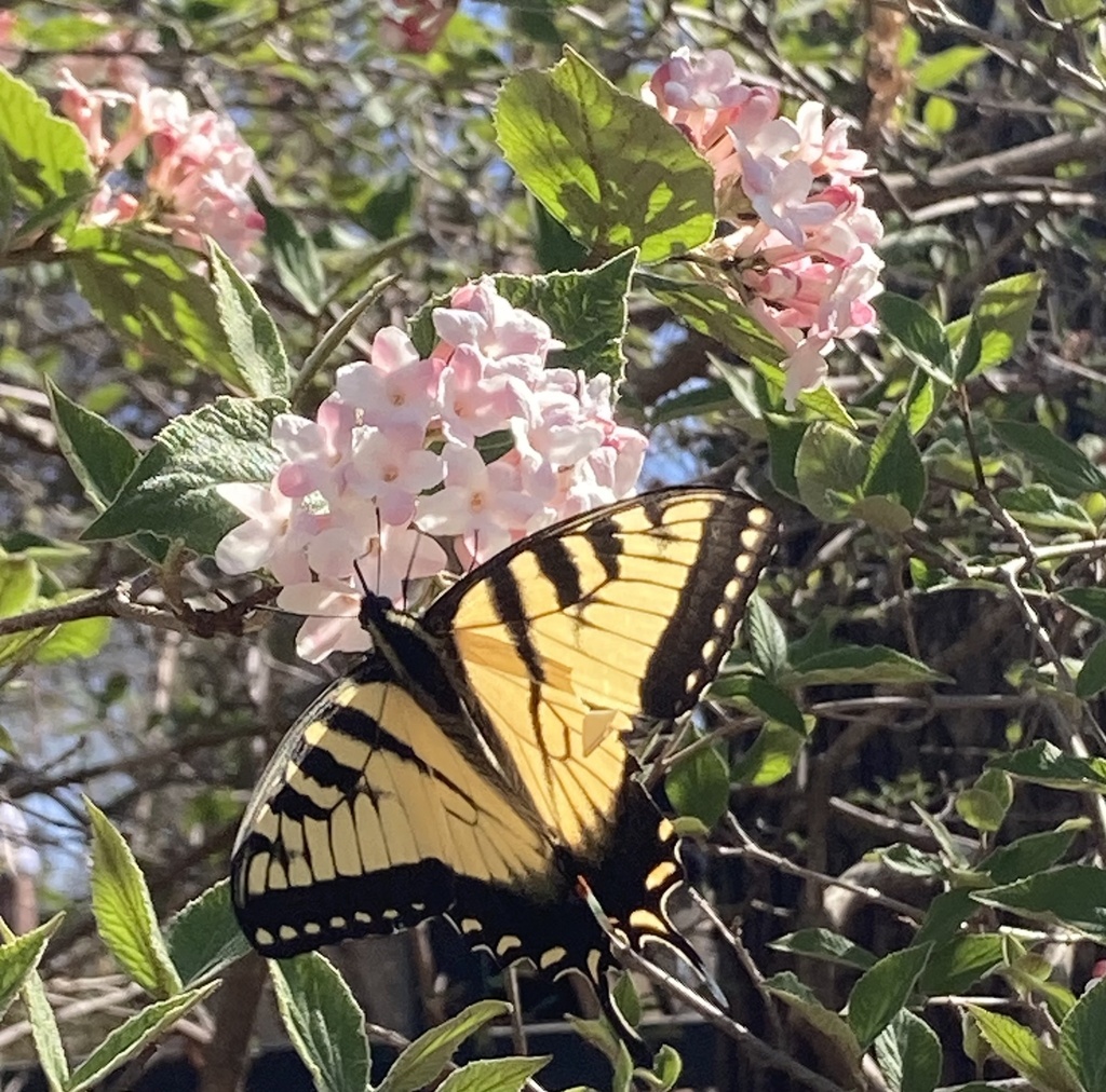 Eastern Tiger Swallowtail from Pisgah National Forest, Candler, NC, US ...