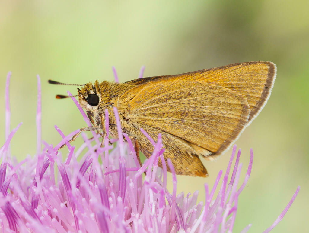 eastern arogos skipper in March 2024 by Chris Rorabaugh · iNaturalist