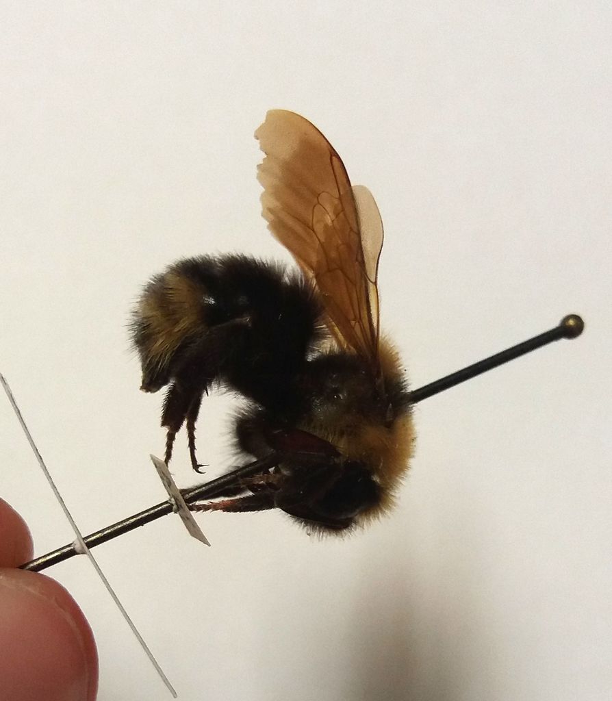 Indiscriminate Cuckoo Bumble Bee (Bumble bees of Bandelier National ...