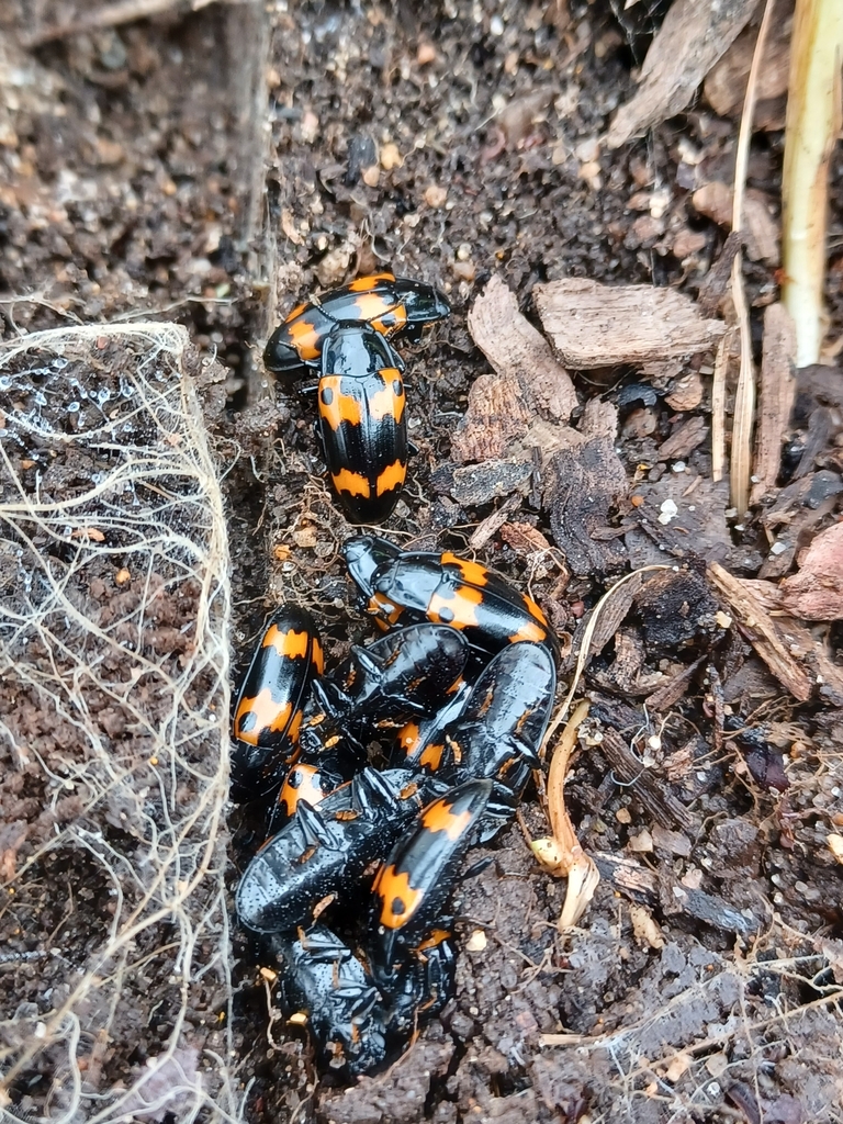 Red-banded Fungus Beetle from North Seekonk, Seekonk, MA 02771, USA on ...
