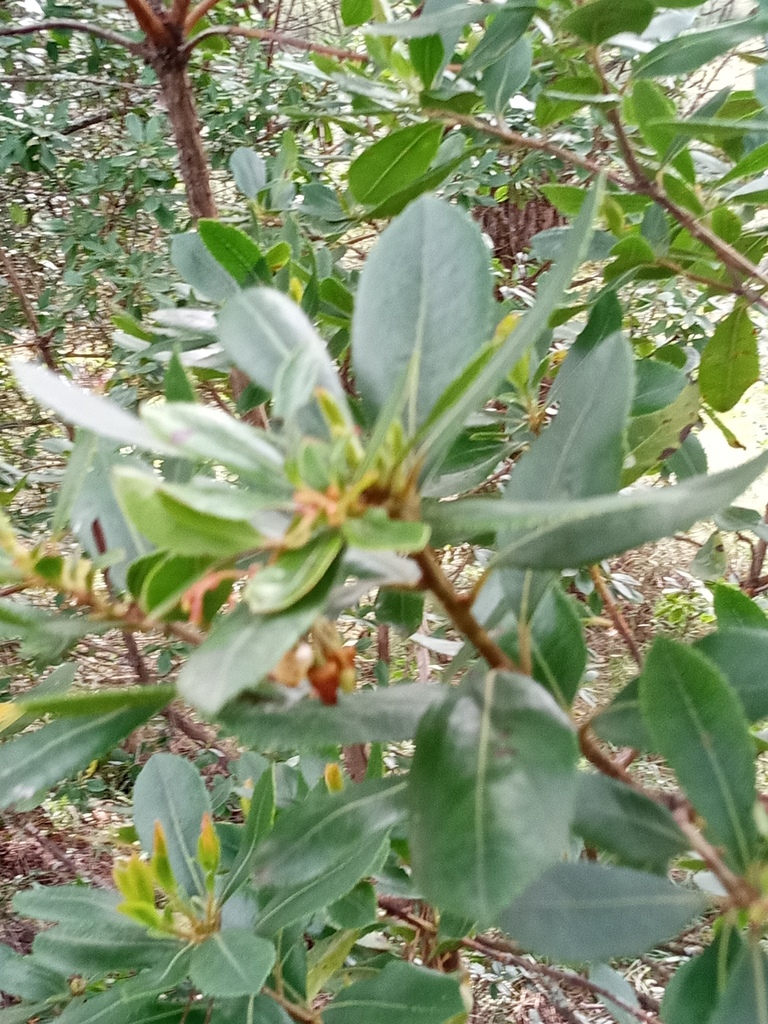 strawberry tree from Penela, 3230, Portugal on April 1, 2024 at 03:53 ...