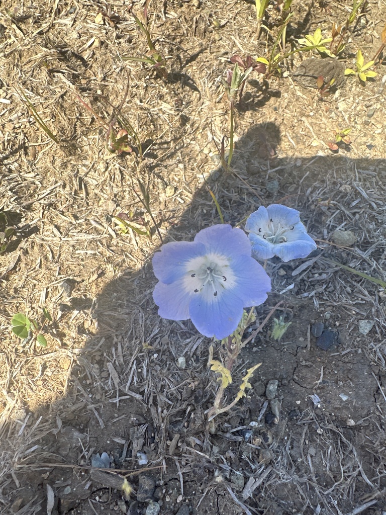 Menzies' baby blue eyes from Sandburg Dr, Sacramento, CA, US on April 1 ...