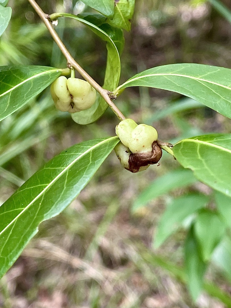Cheese Tree from Border Ranges National Park, Border Ranges, NSW, AU on ...