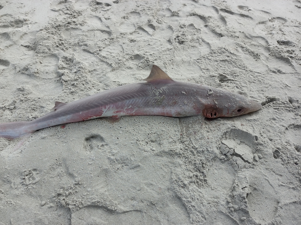 School Shark in April 2024 by Barbara Smith. Shark onbeach · iNaturalist