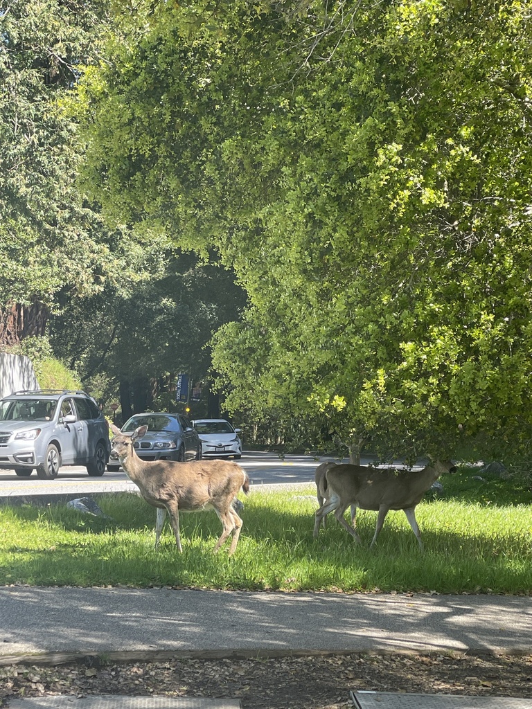 Columbian Black-tailed Deer from Rachel Carson College, Santa Cruz, CA ...