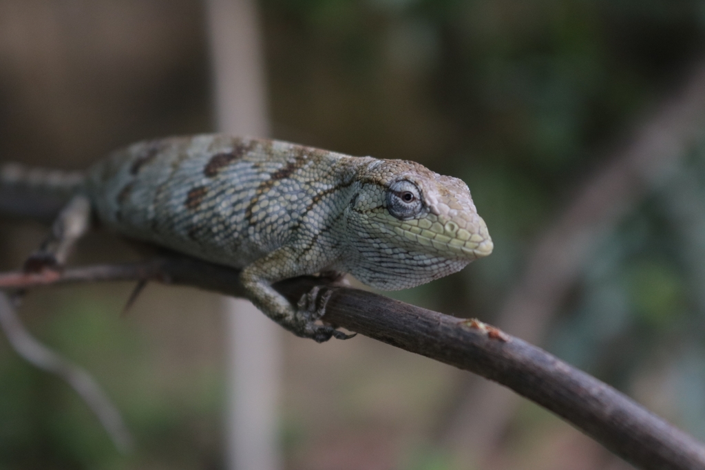 Brazilian Monkey Lizard from Maranguape - CE on October 10, 2015 at 11: ...