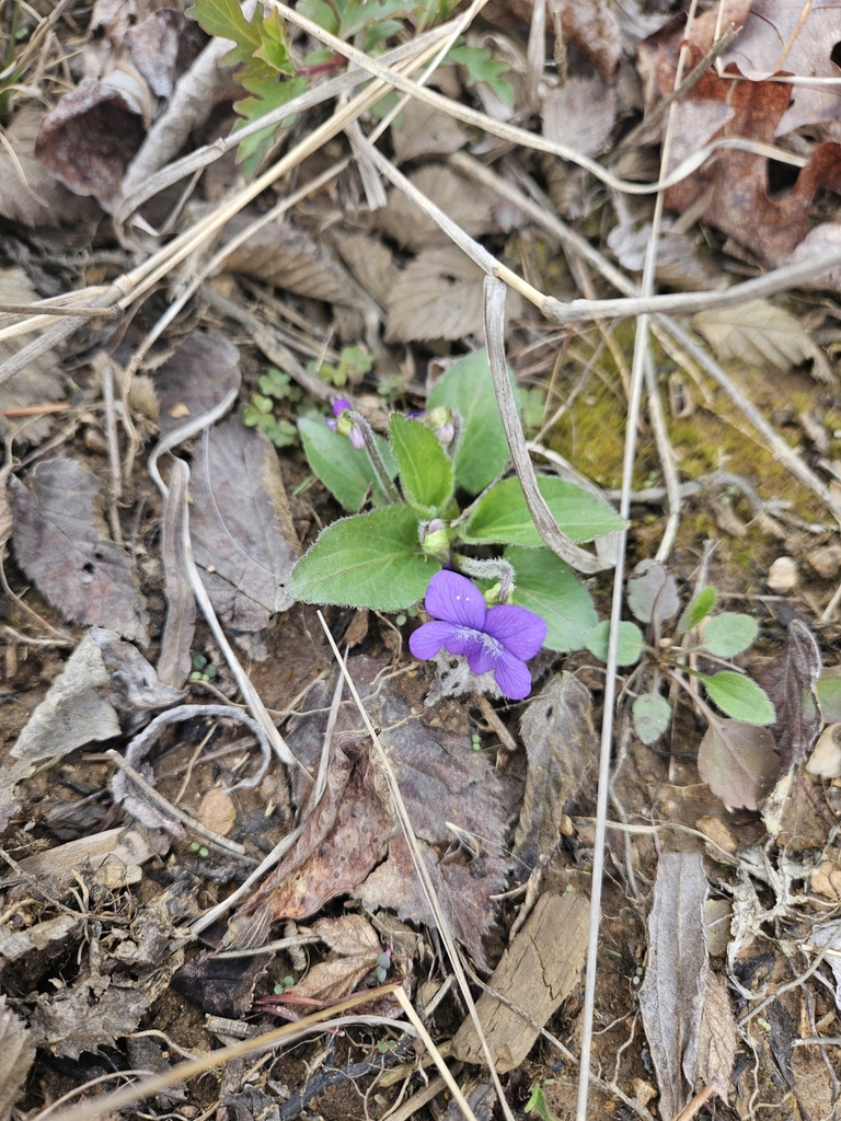 downy blue violet from Morrisville, VA 22712, USA on April 1, 2024 at ...