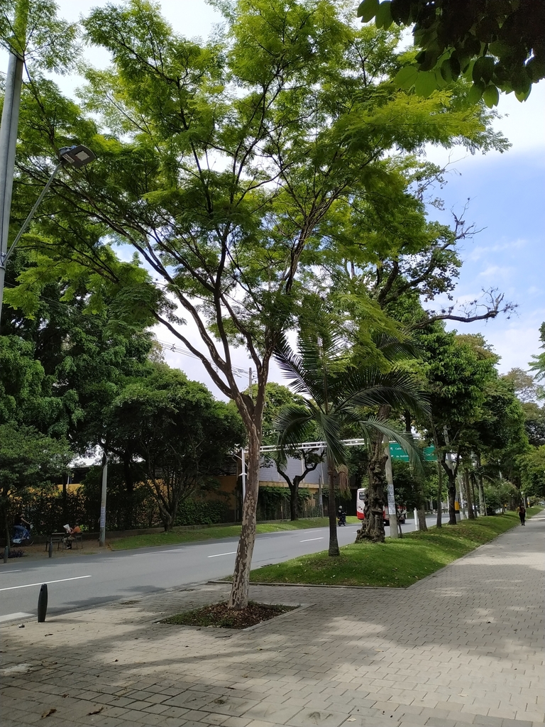 Libidibia punctata in April 2019 by Isabel Matute · iNaturalist