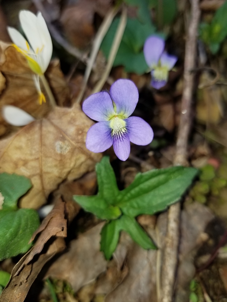 northern three-lobed violet in April 2024 by Iris Copen. Viola palmata ...
