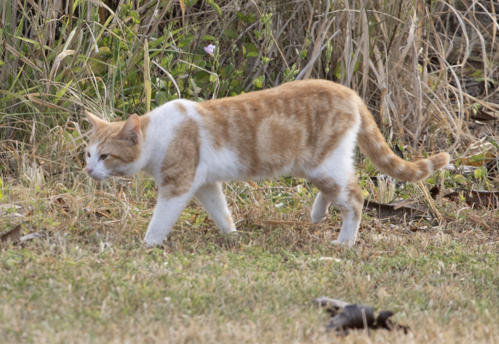 Domestic Cat from Kapapapuhi Point Park, Ewa Beach, HI 96706, USA on ...