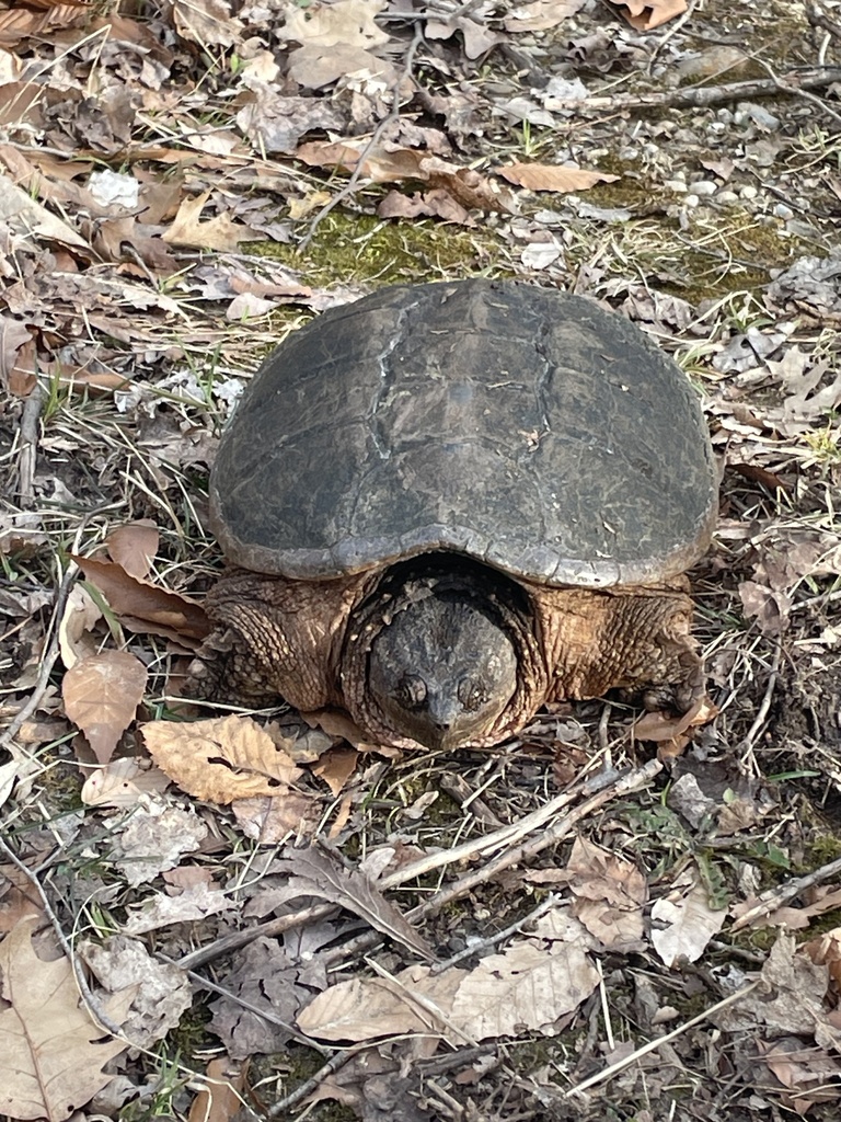 Common Snapping Turtle from Beke Rd, North Dumfries, ON, CA on April 1 ...