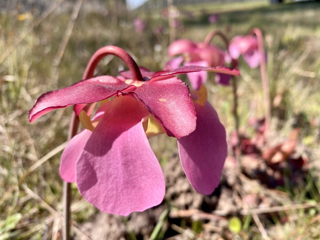 Burk's southern pitcher plant in March 2024 by Amy Jenkins · iNaturalist