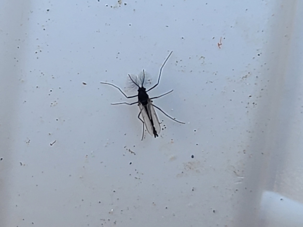 Winter Midges from Aldershot GO Station on April 1, 2024 at 02:07 PM by ...