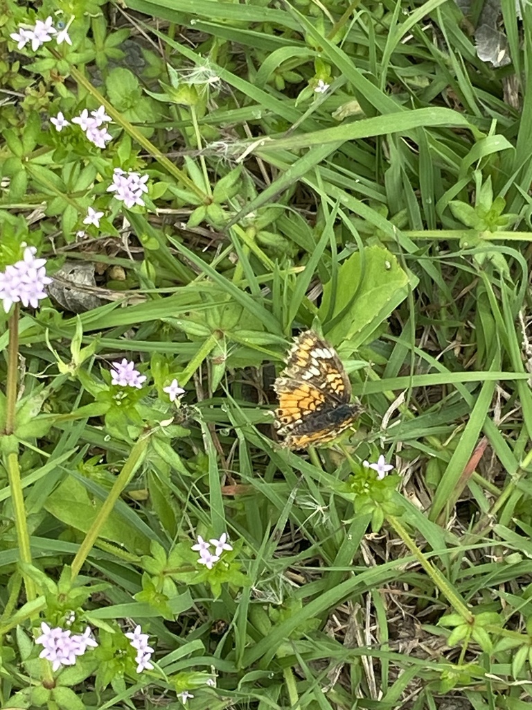 Phaon Crescent from Cedar Hill State Park, Cedar Hill, TX, US on April ...