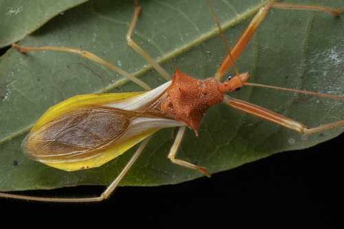 Epidaus bicolor · iNaturalist Mexico