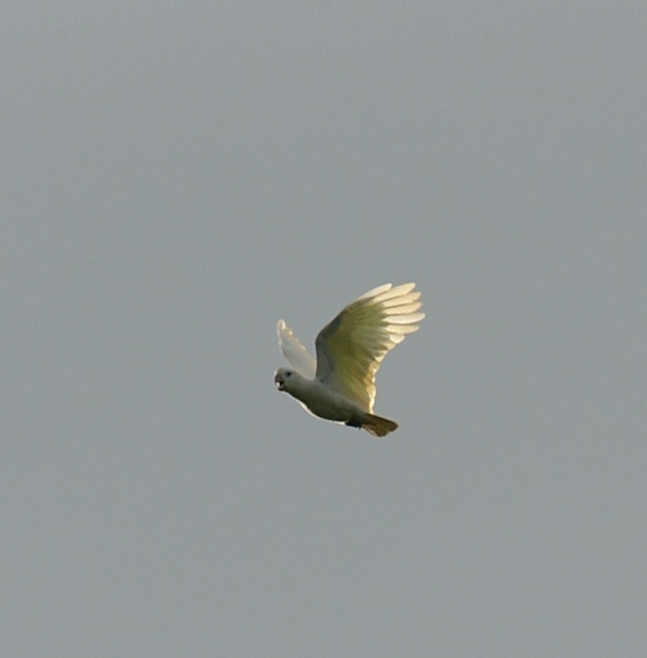 Ducorps's Cockatoo from Solomon Islands on April 1, 2024 at 04:01 PM by ...
