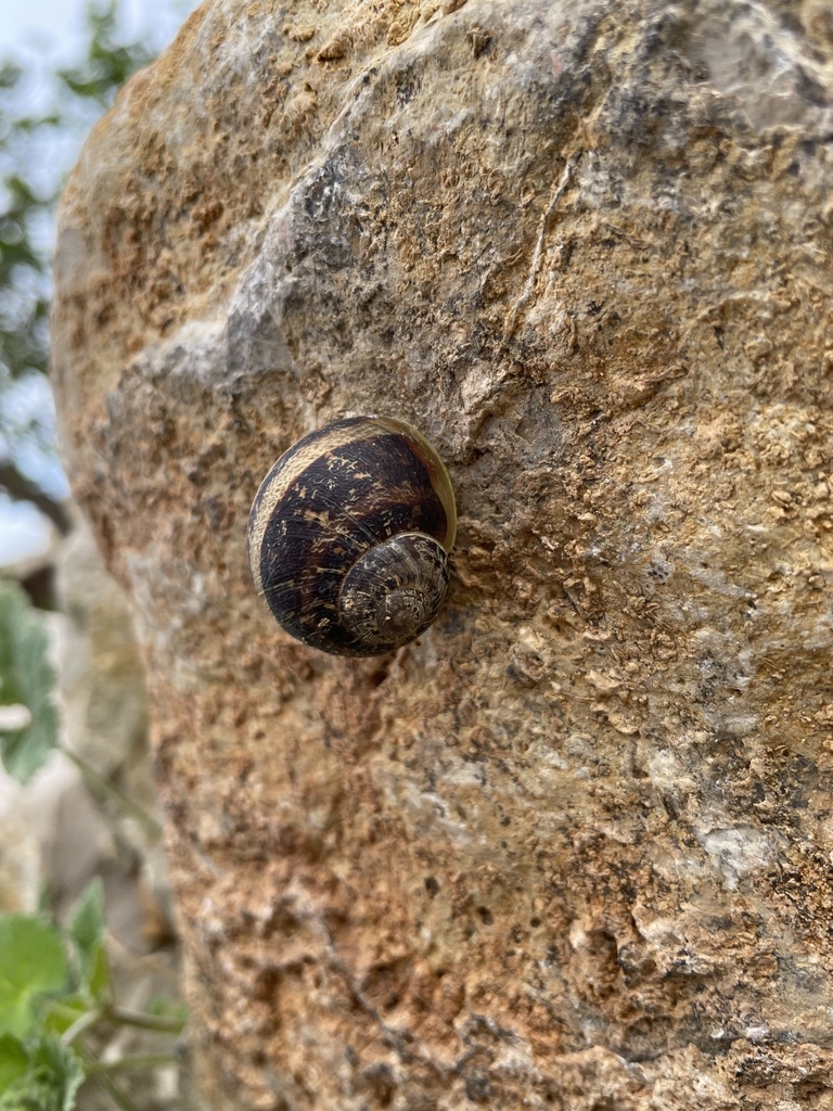 Garden Snail from Mallorca, Selva, Balearen, ES on March 31, 2024 at 04 ...