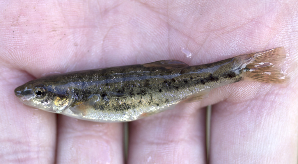 Speckled Dace from Coconino County, US-AZ, US on May 7, 2016 by Cody ...