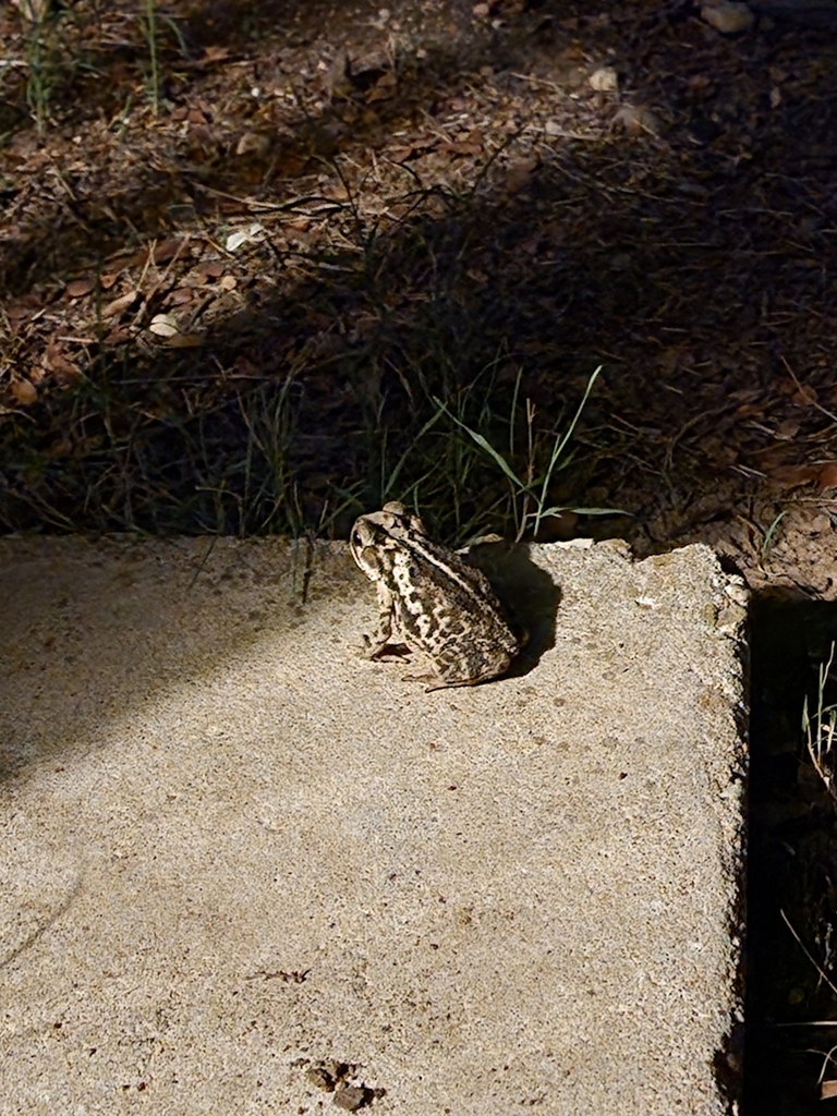 True Toads from Del Valle, TX 78617, USA on September 24, 2023 at 09:28 ...