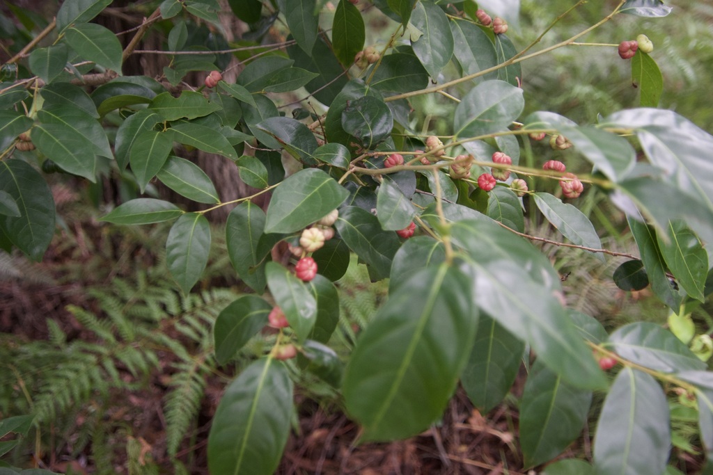Cheese Tree from Gold Coast QLD, Australia on March 27, 2024 at 02:59 ...
