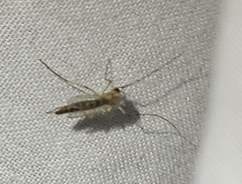 Non-biting Midges from Myrtle Bank SA 5064, Australia on April 2, 2024 ...