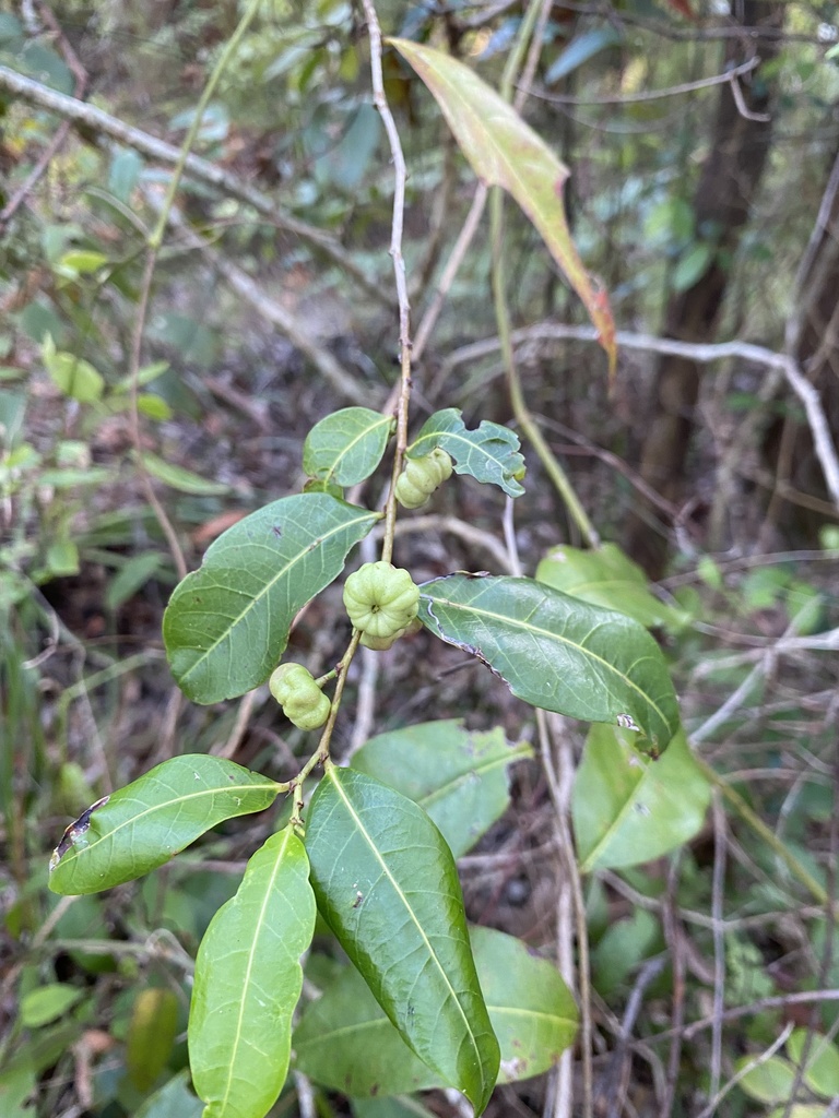Cheese Tree from Bulls Garden Rd, Whitebridge, NSW, AU on April 2, 2024 ...