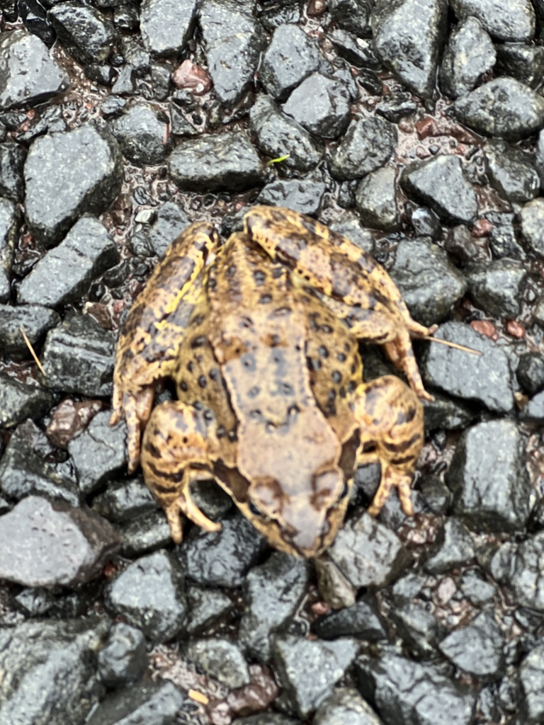 European Common Frog from Streymoy, Thorshavn, Færøerne, FO on March 18 ...