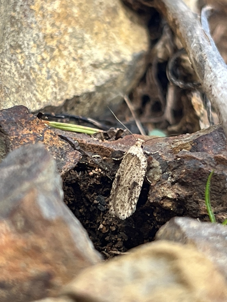 Clay-colored Agonopterix Moth from Tillamook, OR, US on April 1, 2024 ...