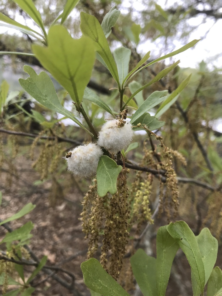 Callirhytis from Edgewater Dr, Greenwood, AR, US on April 1, 2024 at 03 ...