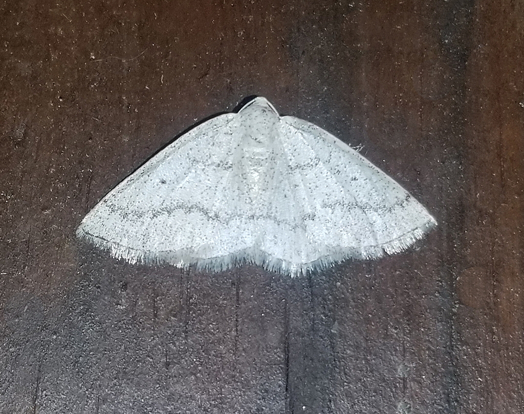 Gray Spring Moth from Fentress County, TN, USA on April 1, 2024 at 09: ...