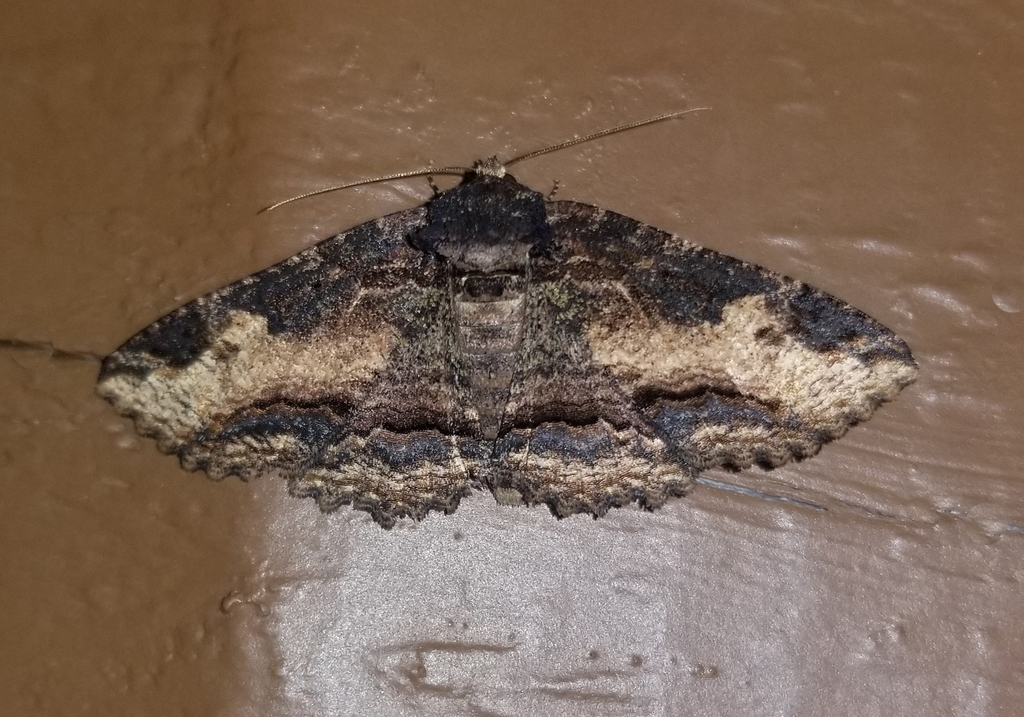 Colorful Zale Moth from Fentress County, TN, USA on April 1, 2024 at 09 ...