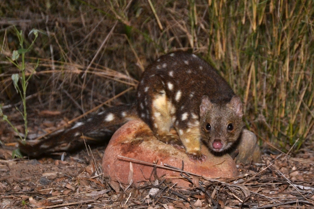 Spotted-tailed Quoll from Sundown QLD 4382, Australia on March 31, 2024 ...