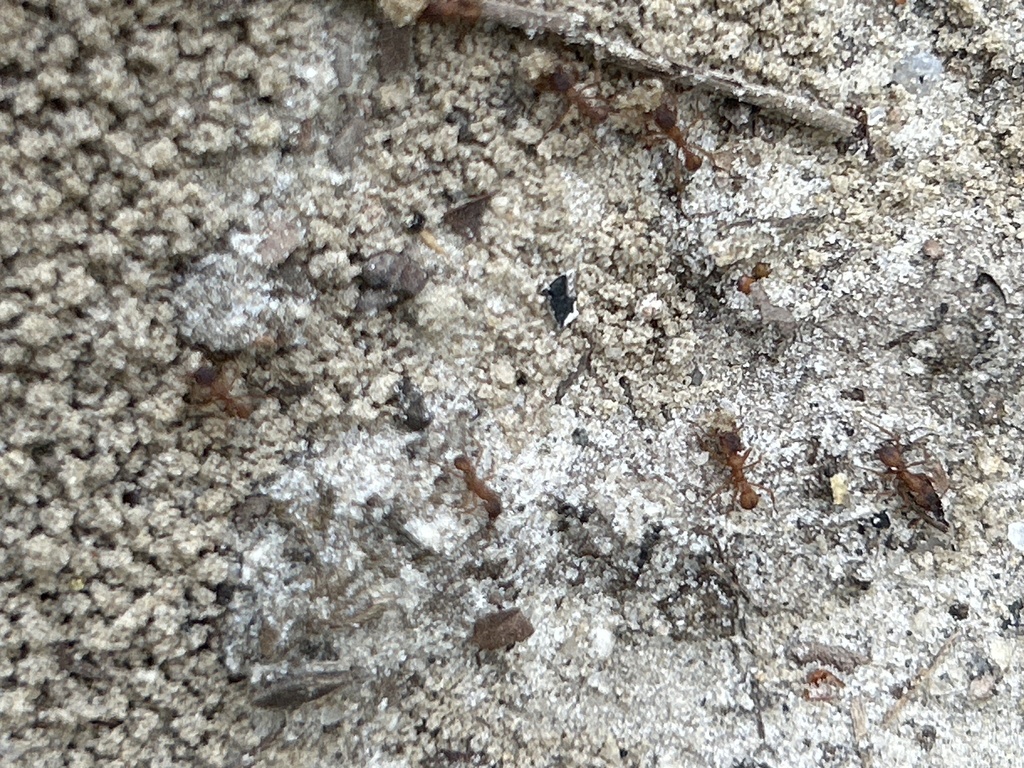 Northern Fungus-farming Ant from Sumter County, US-SC, US on April 2 ...
