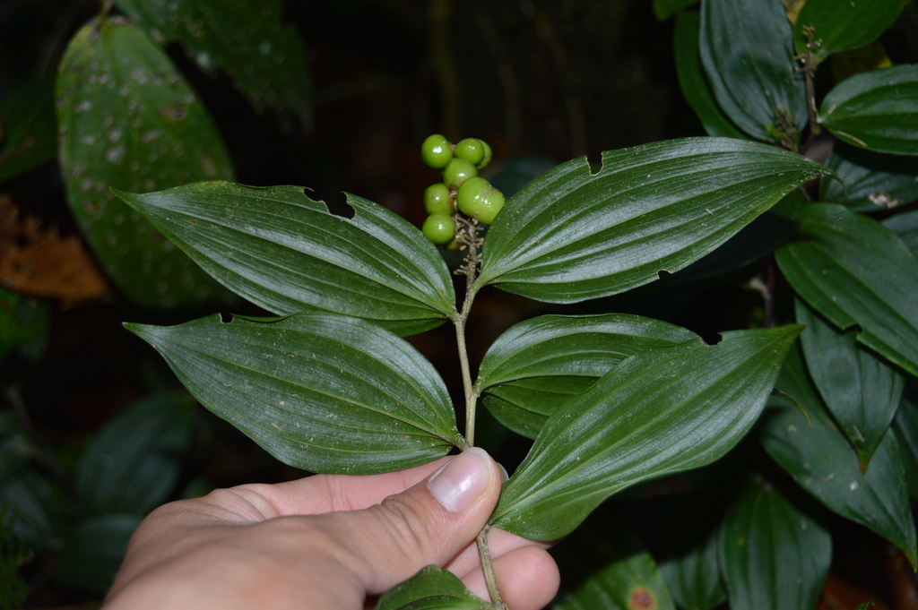 Maianthemum scilloideum from Tapalapa, Chis., México on March 29, 2024 ...