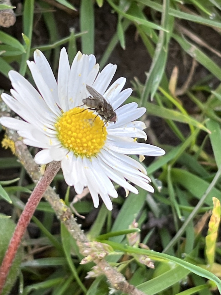 Calyptrate Flies from Oregon State University, Corvallis, OR, US on ...