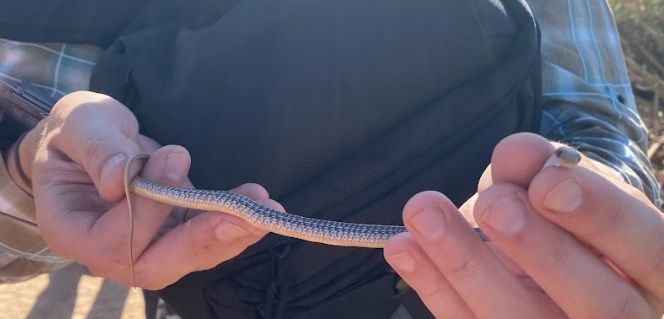 Western Patch-nosed Snake from Tonto National Forest, Arizona 85263 ...