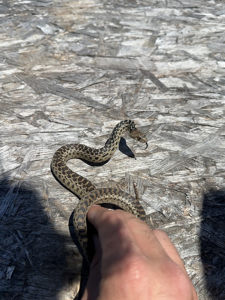 Gopher Snake in April 2024 by Austin · iNaturalist
