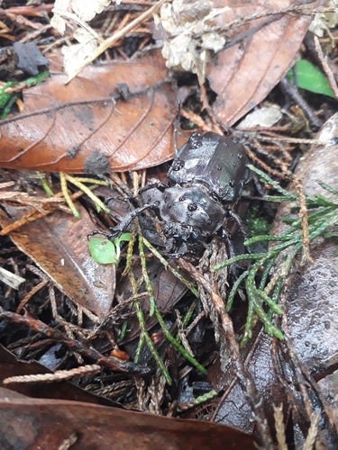 Sphaenognathus signatus · iNaturalist