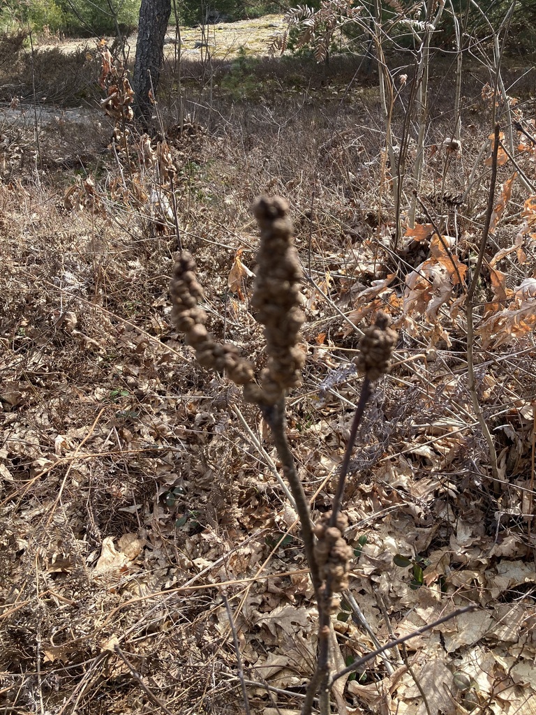 Oak Fig Gall Wasp from Gravenhurst, ON, Canada on April 1, 2024 at 03: ...