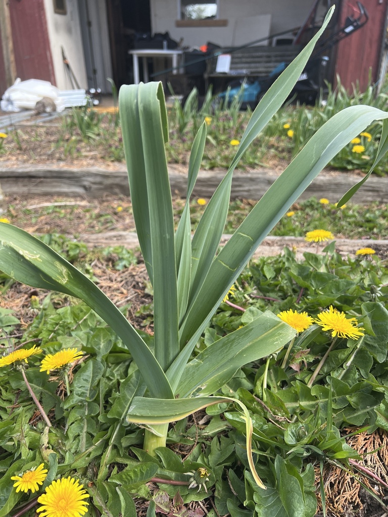 Wild Leek from Whidbey Island, Freeland, WA, US on April 2, 2024 at 02: ...