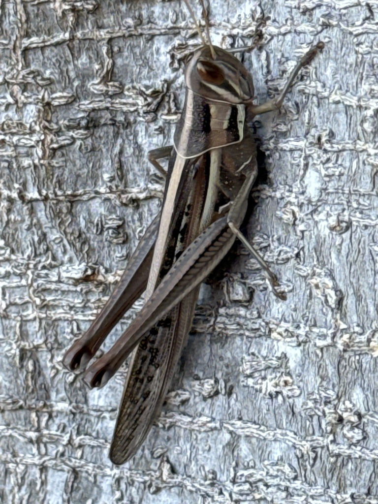 Spur-throated Locust from Brooklyn Rd, Brooklyn, NSW, AU on April 3 ...