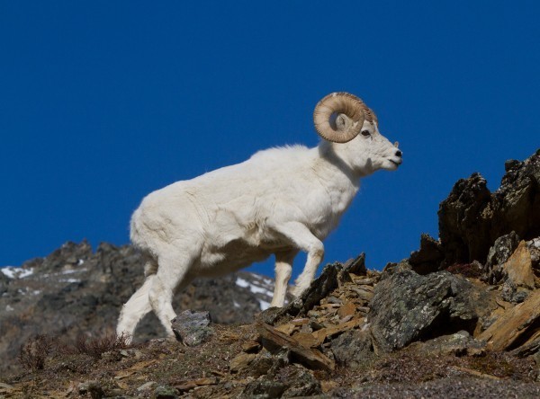 Dall Sheep (Animals of Gates of the Arctic National Park) · iNaturalist