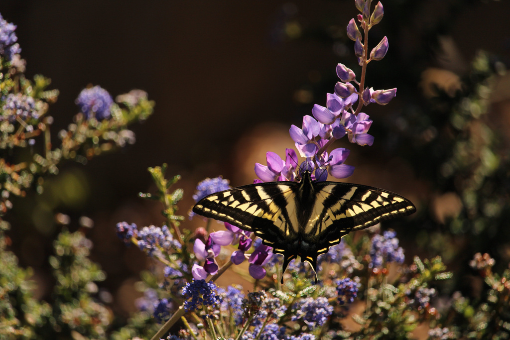 Pale Swallowtail from Arroyo Conejo Nature Preserve - Cosca, Thousand ...