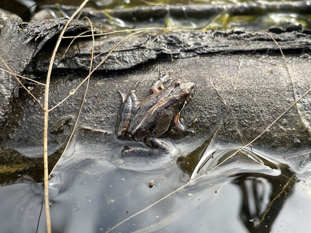 Southern Cricket Frog from Garland, NC, US on April 1, 2024 at 11:46 AM ...
