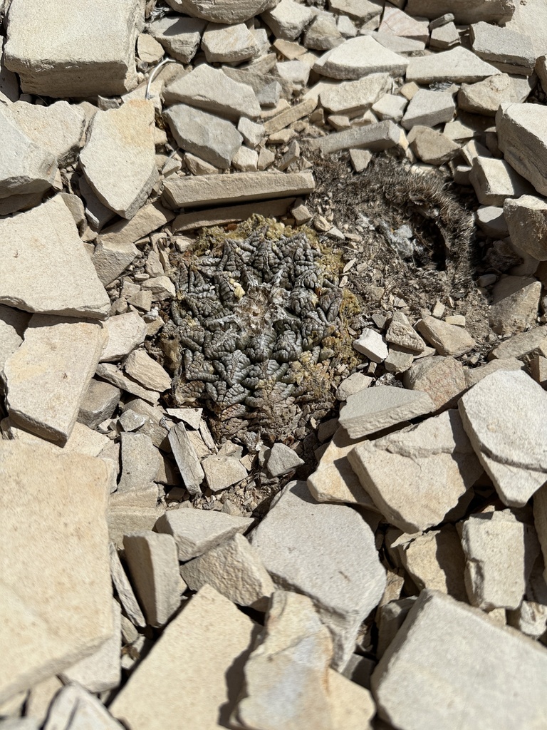 Chautle Livingrock in April 2024 by Grace Muller · iNaturalist