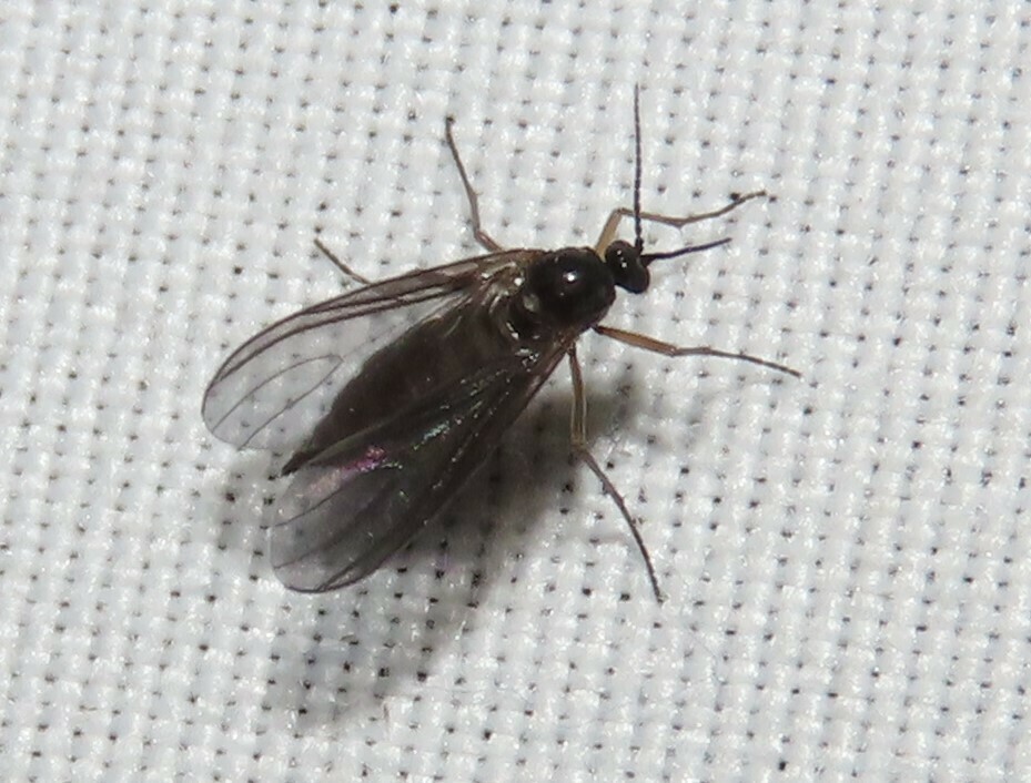 Dark-winged Fungus Gnats from Leavenworth, KS 66048, USA on July 31 ...