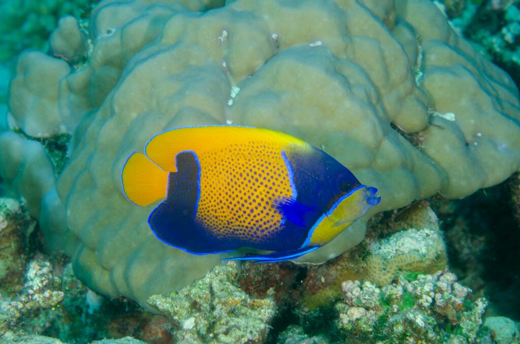 Bluegirdle Angelfish from Scott Reef, Australia on December 25, 2018 at ...